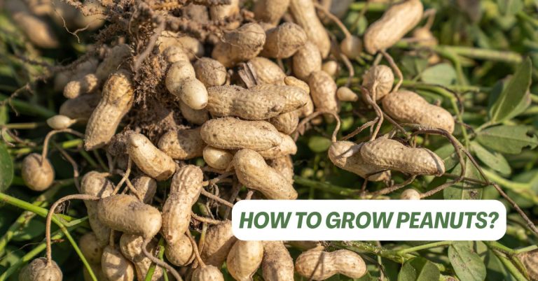 How to Grow Peanuts: A Comprehensive Guide for Success
